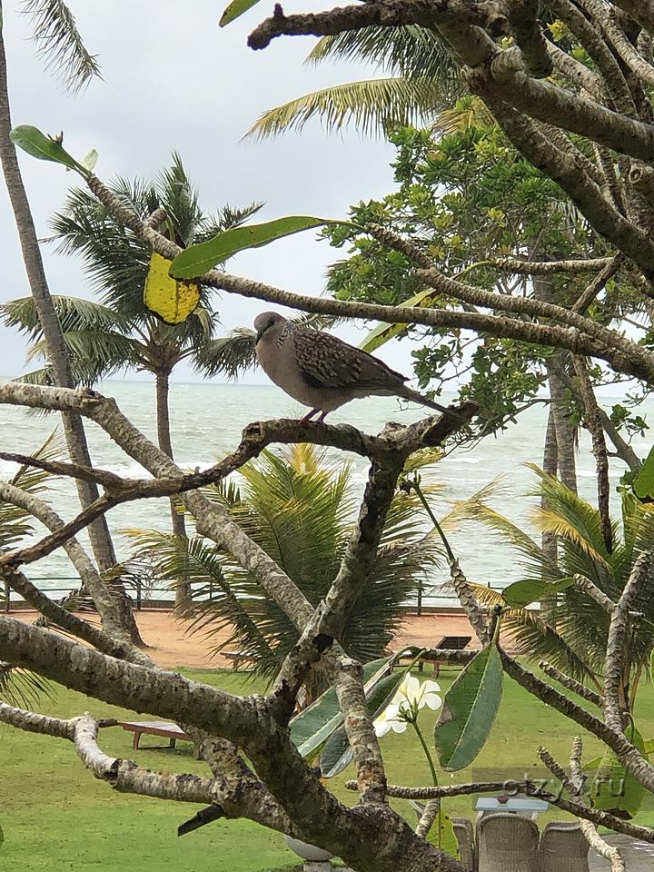 Earl's Reef 4* (Берувела, Шри-Ланка) — отзыв туриста от 17.12.24