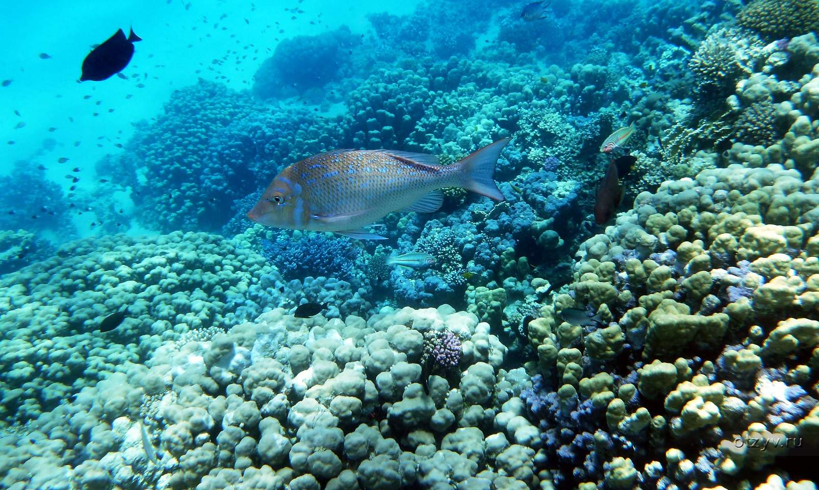 Египет курорт Макади коралловые рифы комплекса Red Sea Hotels / Египет ...